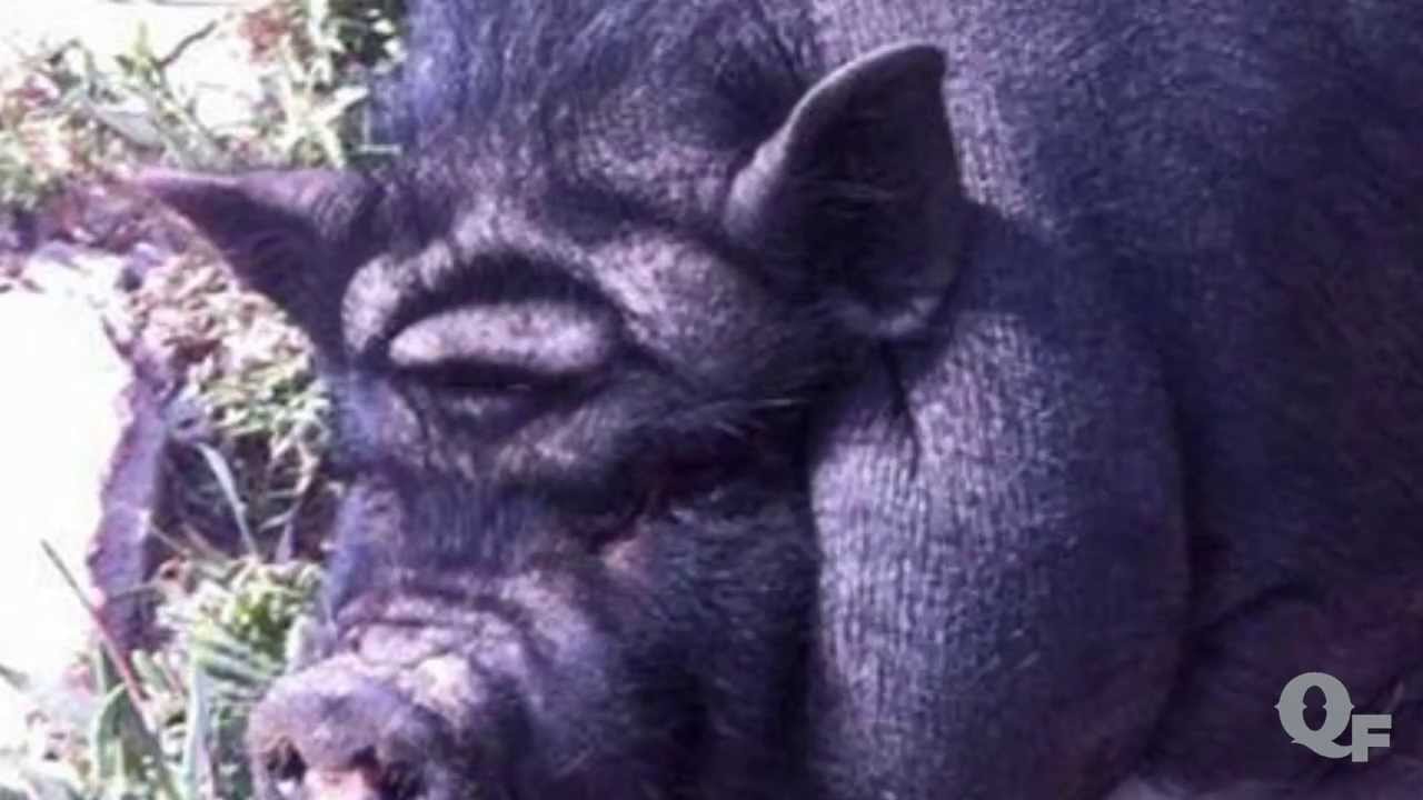 Pig's Forehead Looks Like Iconic Star Wars Character - YouTube