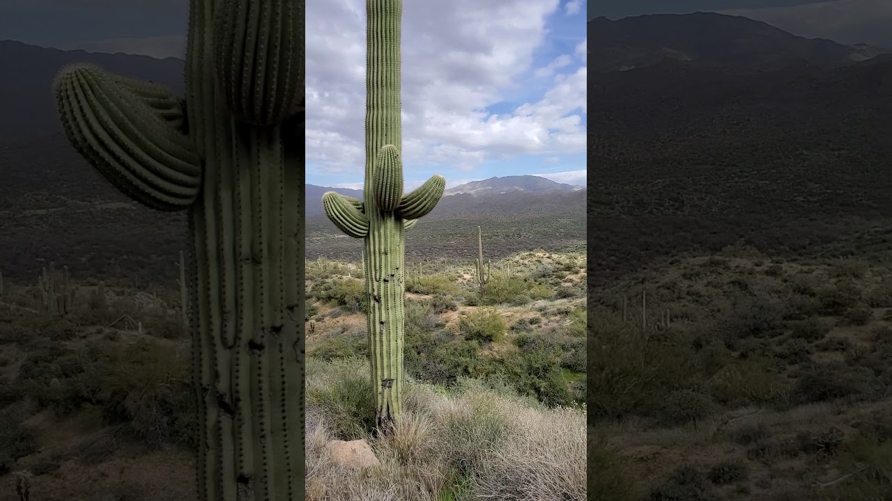 Arizona huge cactus trees forest - YouTube