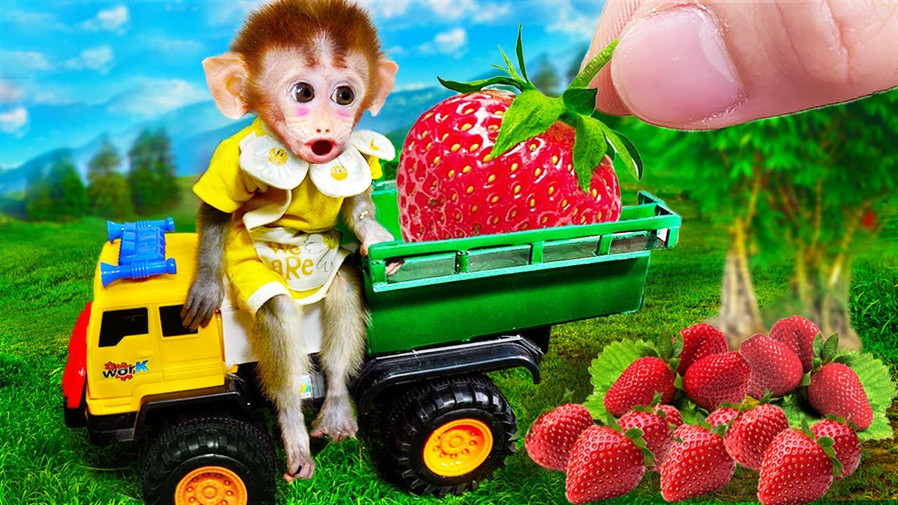 🐵Cute Baby monkey Bi Bon helps dad harvests strawberries and enjoys ...