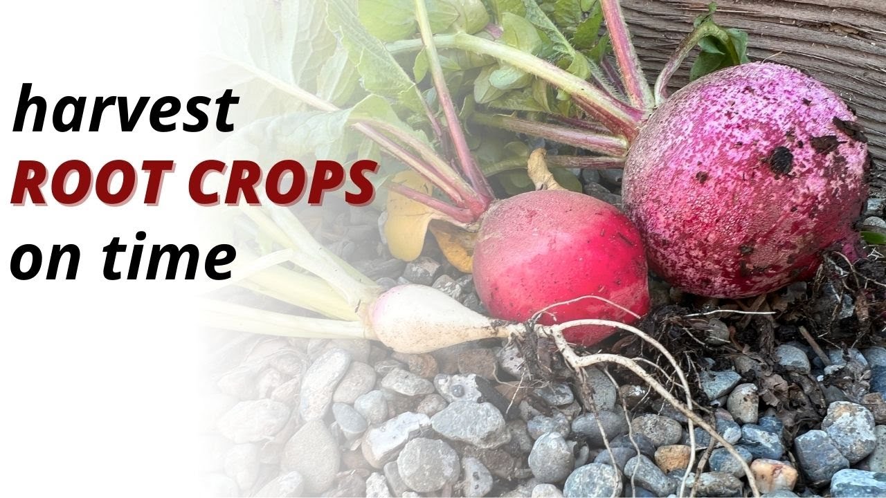 Quick Tips for Harvesting Root Crops on Time - YouTube