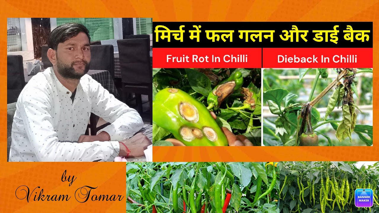 मिर्च में डाई बैक बीमारी |chilli crop Die back problem |Amistar top ...