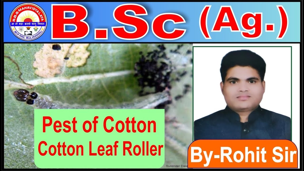 B.Sc. (Ag.) 5th Semester || Pest of Cotton || Cotton Leaf Roller || By - Rohit Sir || - YouTube