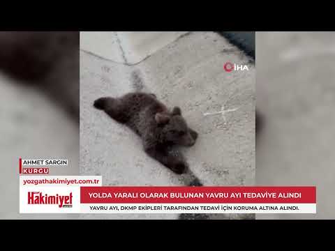 Yolda Yaralı Olarak Bulunan Yavru Ayı Tedaviye Alındı