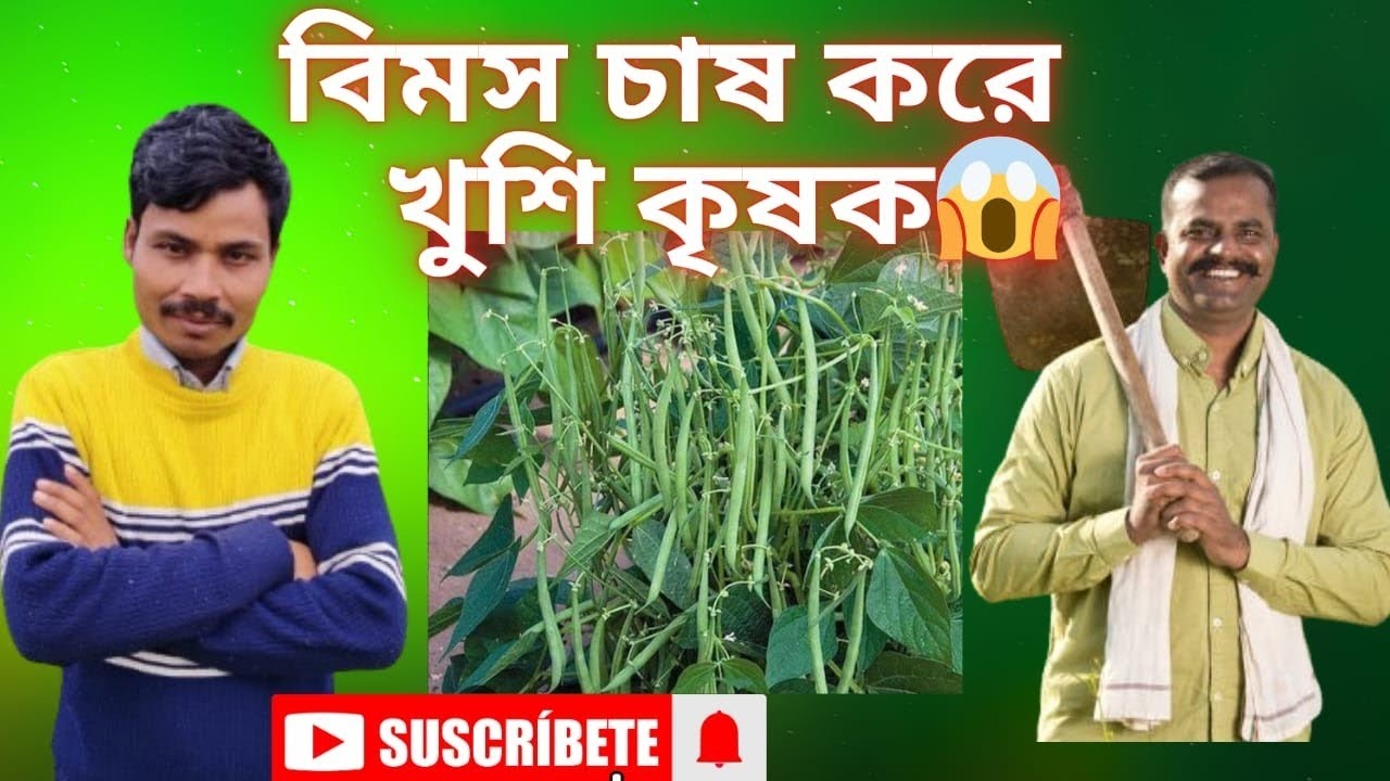 বিমস চাষ করে খুশি কৃষক,Farmers are happy to grow BIMs.bims,cms,bims ...
