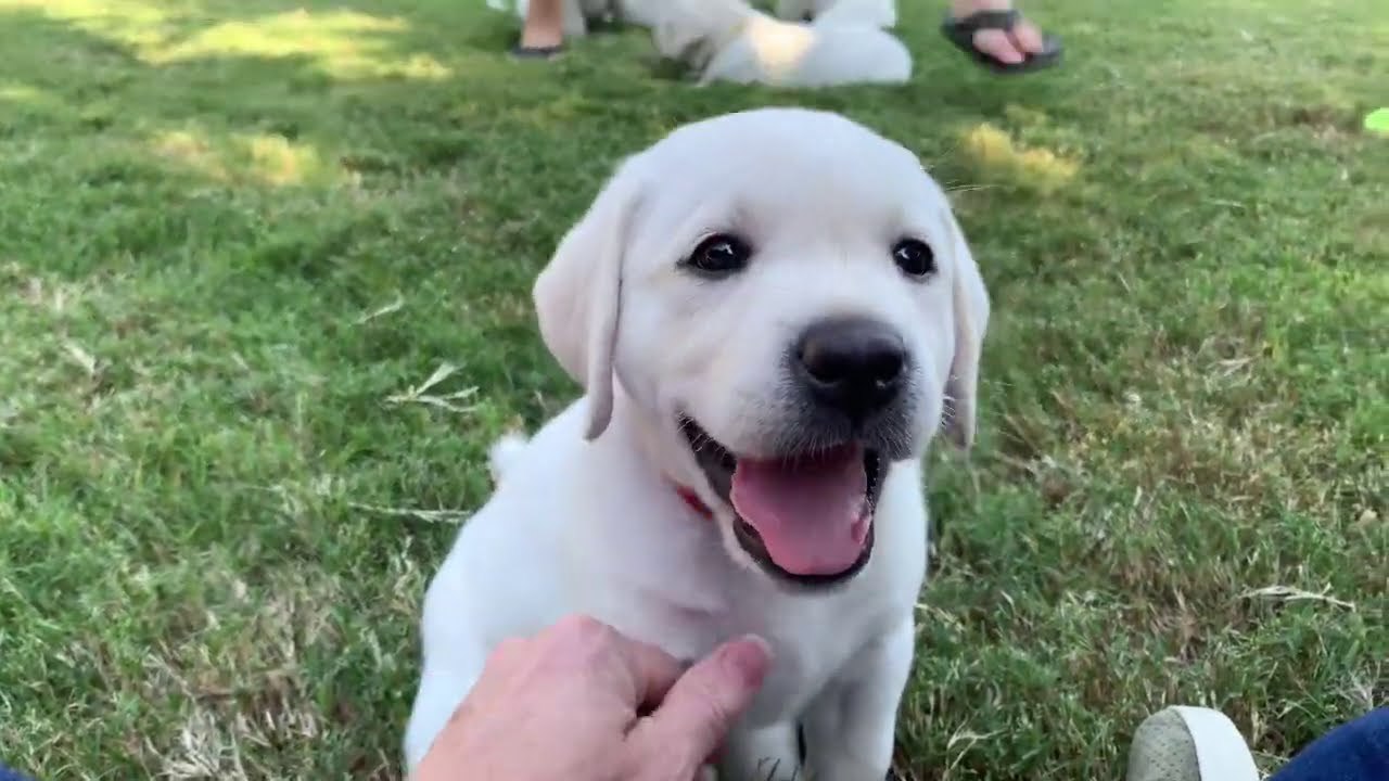 GARDEN SAFARI! Labrador Puppies Explore Outside - so cute! - YouTube