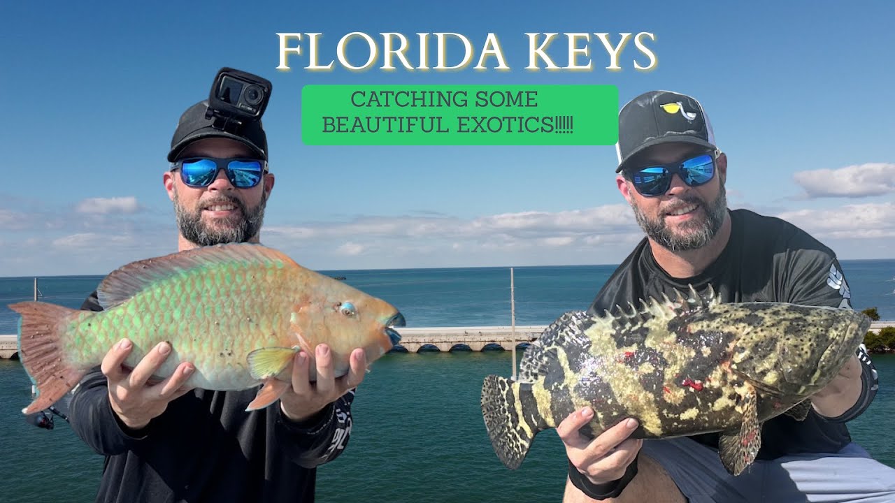 fishing FL KEYS bridge for SNAPPER. I catch a [GOLIATH GROUPER] for the ...