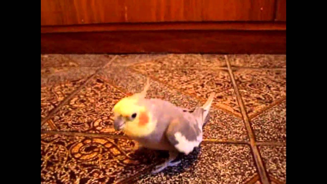 Calopsita dançando "Ah muleke!" - YouTube