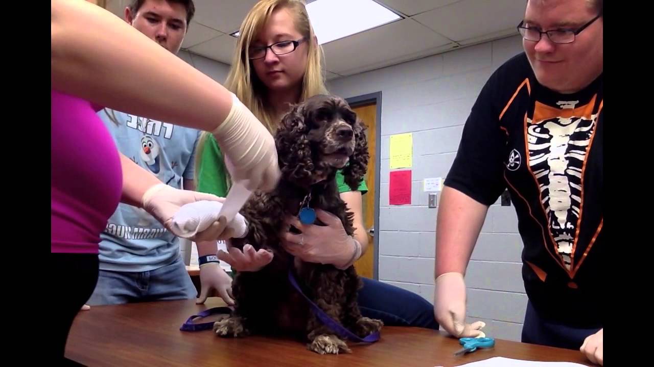 Linn-Mar FFA Vet Science CDE - YouTube