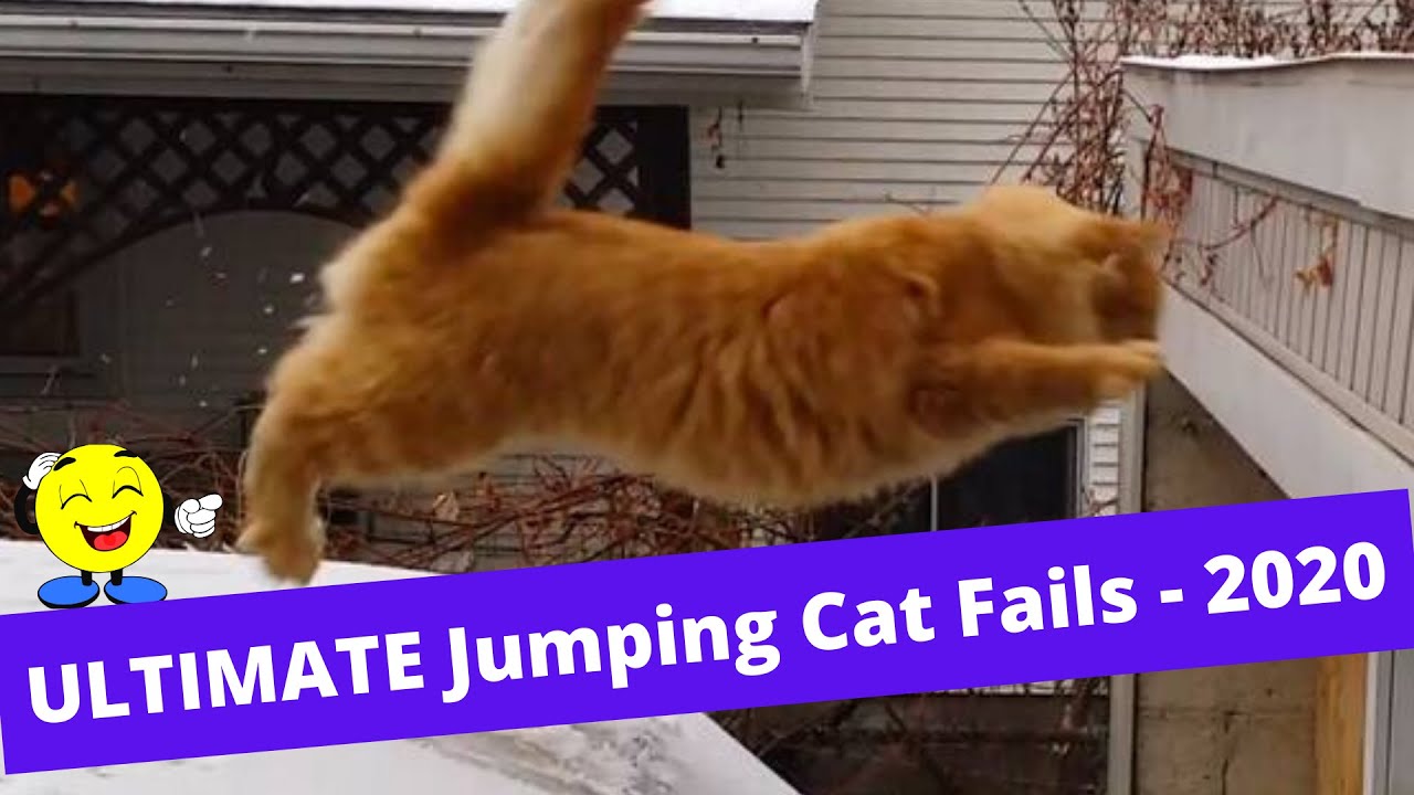 Always Funny - Ultimate Jumping Cat Fails - 2020 - YouTube