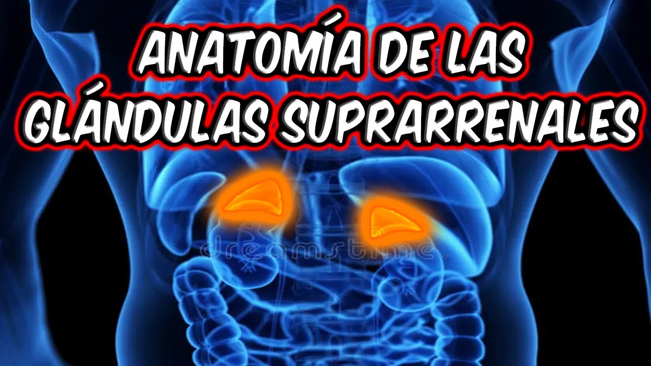 ANATOMÍA DE LAS GLÁNDULAS SUPRARRENALES (TODO LO QUE NECESITÁS SABER)🦴🩺 ...