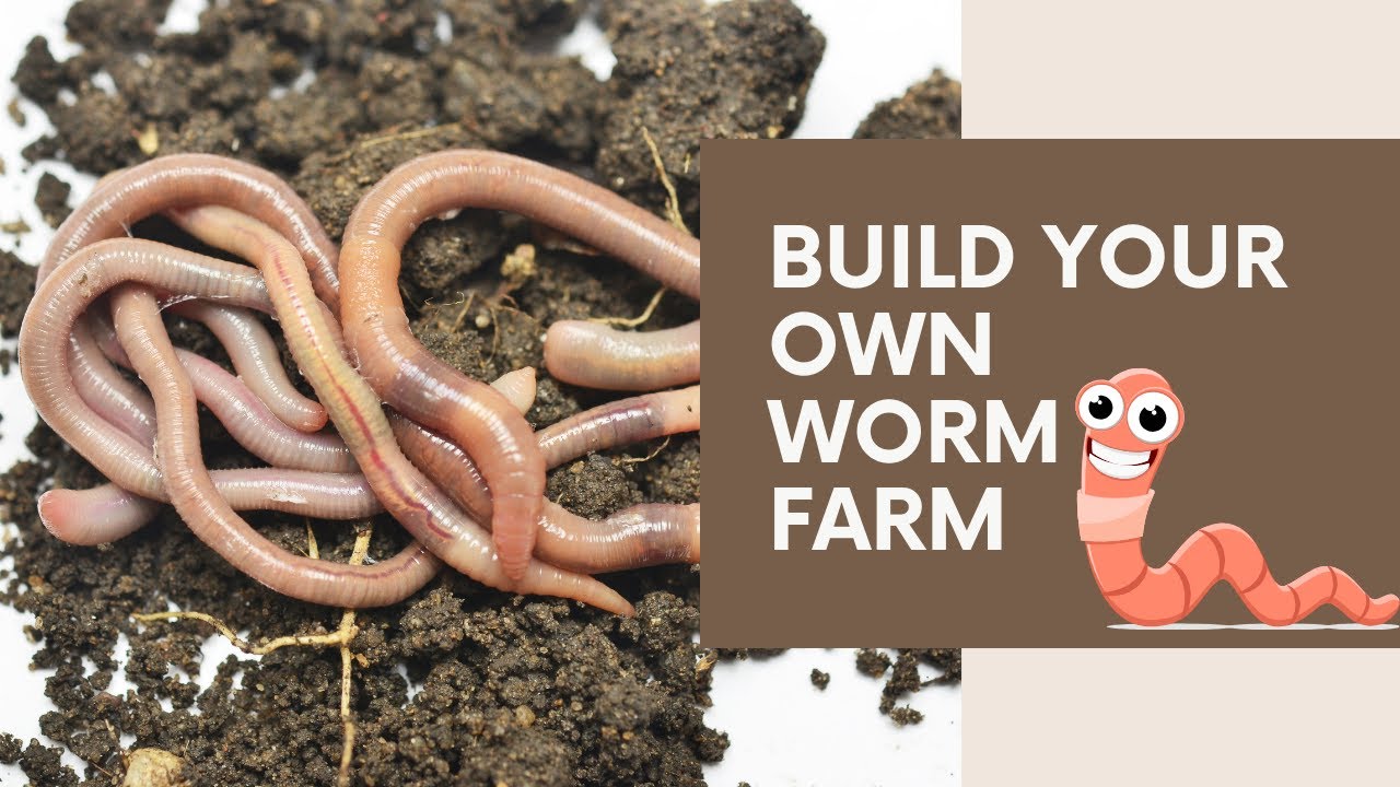 how to build a worm farm - YouTube