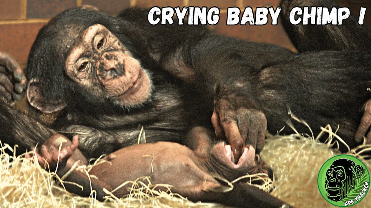 Baby Chimpanzee Crying For His Mom | Charlie Bit My Finger Chimp Style ...