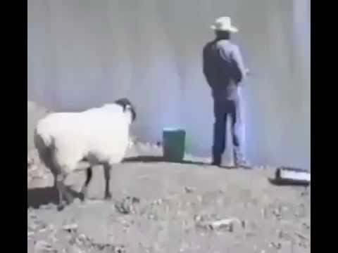 Balık Tutan Adamın Koçla İmtihanı