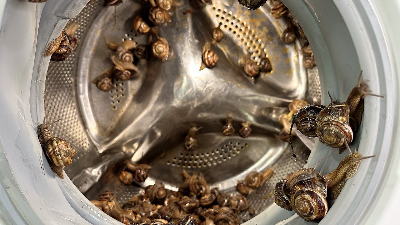 Experiment - Snails - in a Washing Machine - YouTube
