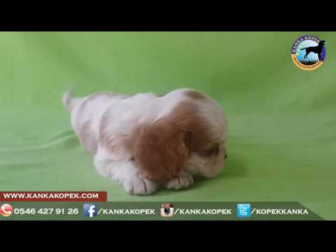 Satılık Cavalier King Charles Yavruları www.kankakopek.com