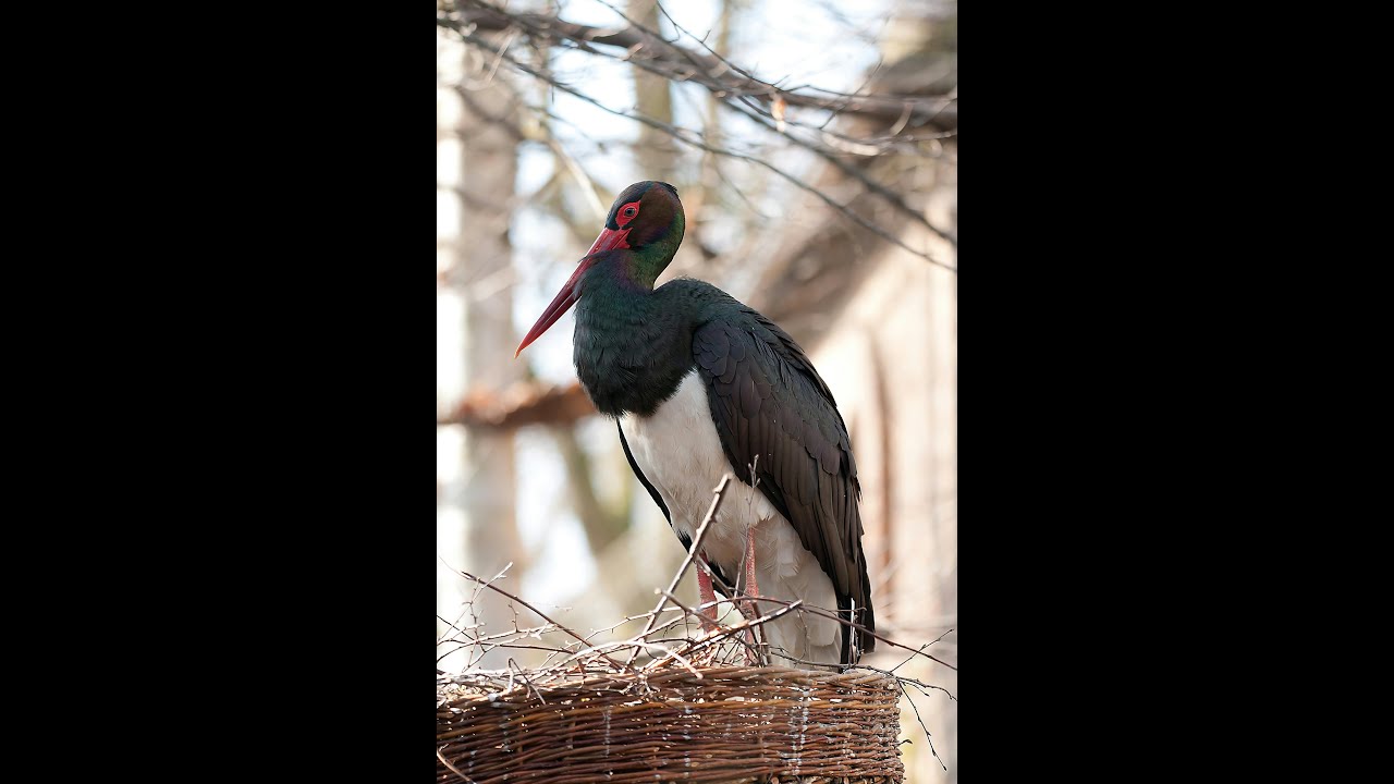 Boglya tetején áll egy gólya - YouTube