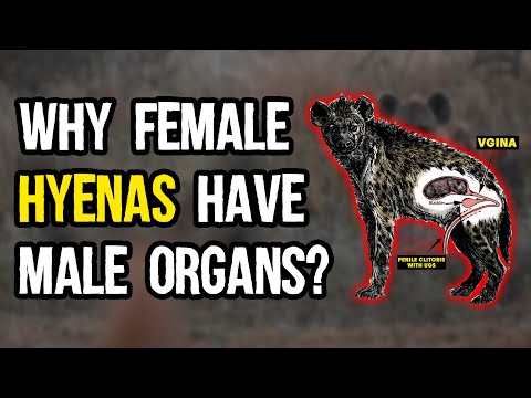 Can A Hyenas Have Both Reproductive Organs