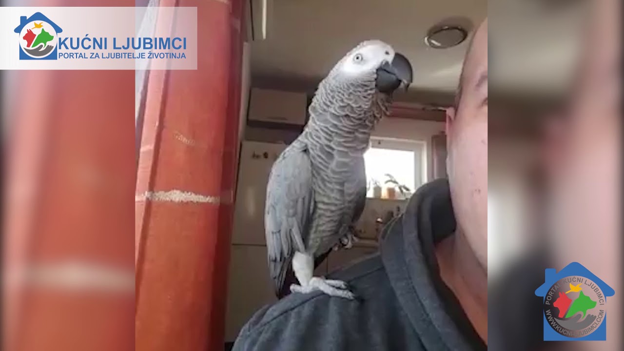 Hugo Telefonira - Afrička siva papiga - Žako - YouTube