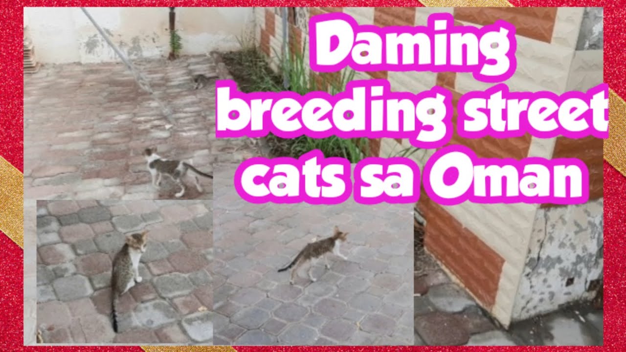 STREET CATS IN OMAN|| MALAMIG NA ANG HANGIN WINTER IS COMING||OFW PINOY ...
