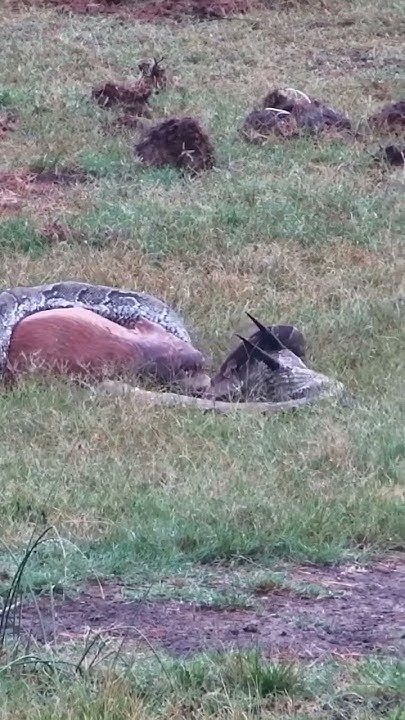😒🤔Watch as a rock python accidentally impales itself on its preys horns ...