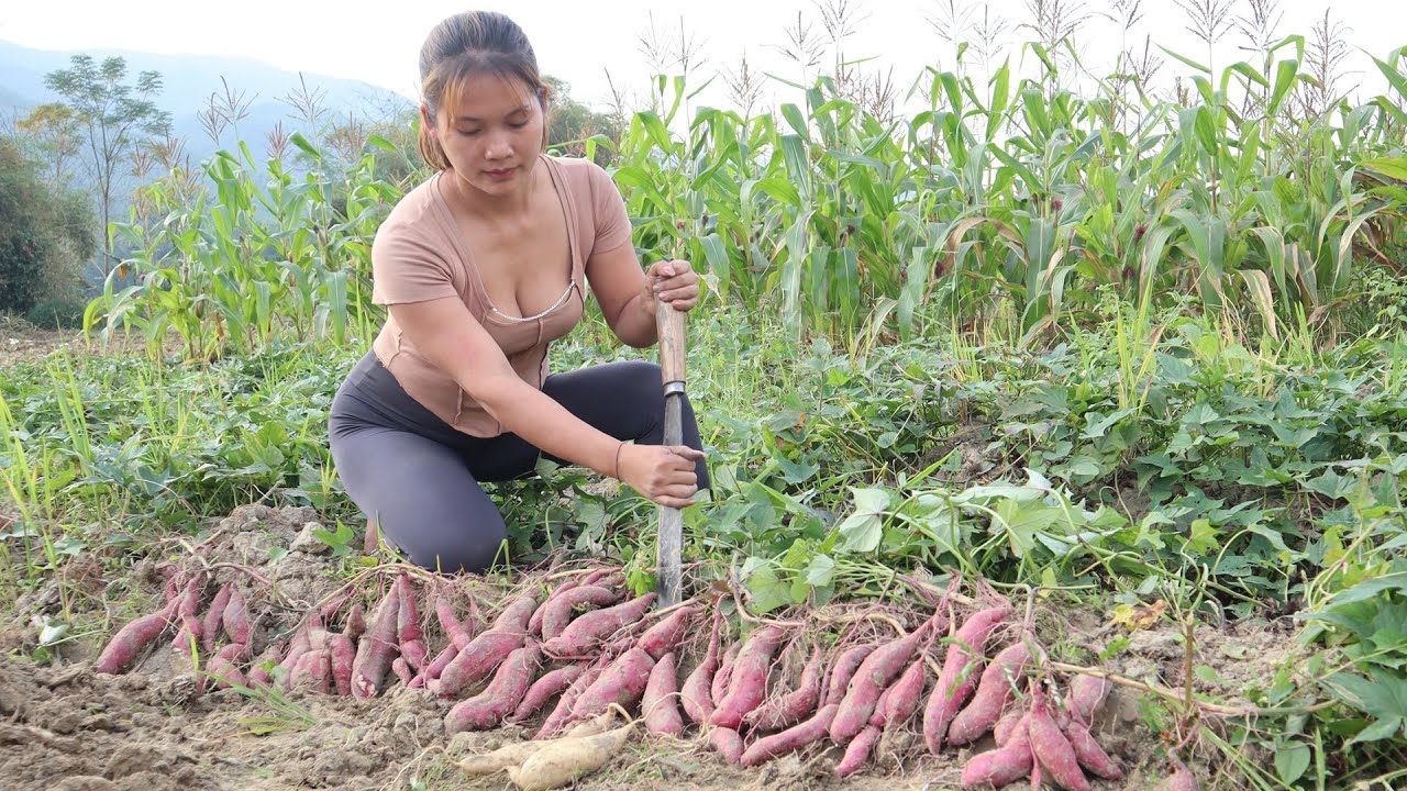 Harvest Purple Sweet Potato. Food Preservation. Single Life On The Farm ...