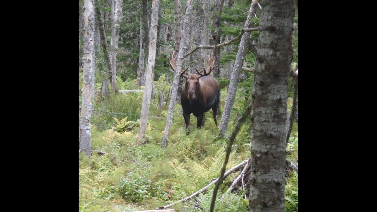 Newfoundland Moose Encounter - YouTube