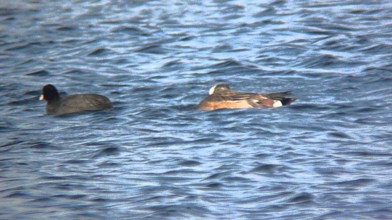 American Wigeon, Flask Lake (Nosterfield Quarry) - YouTube