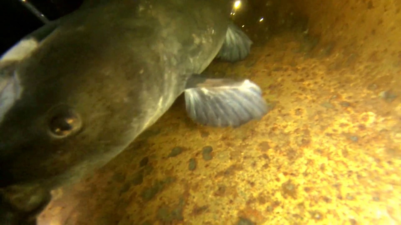 Catfish attack - YouTube