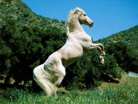 Atlar