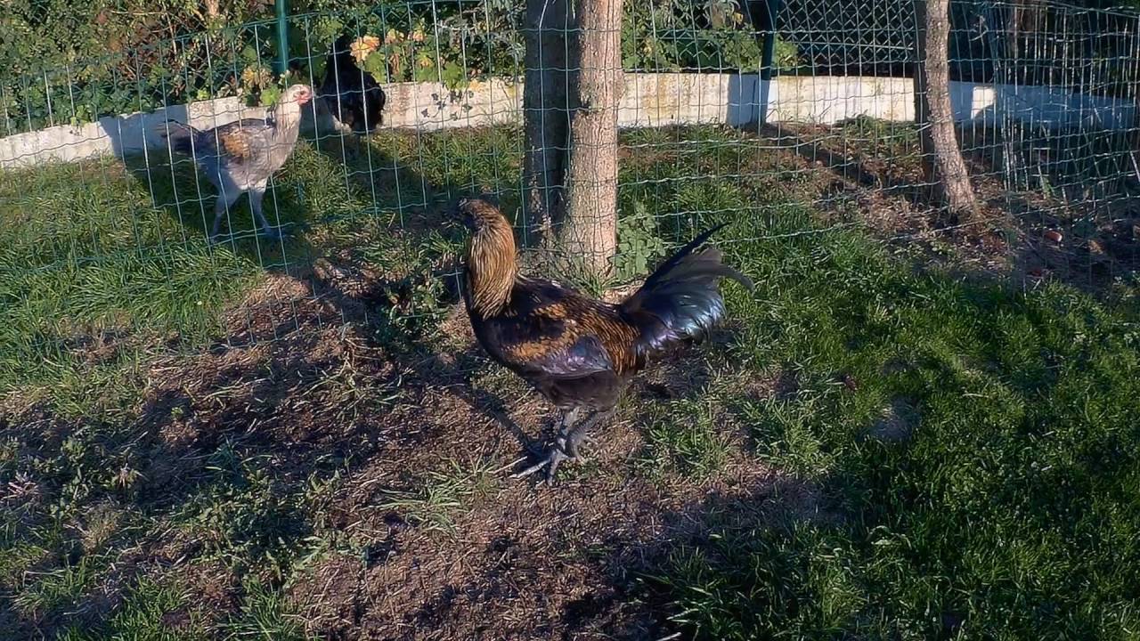 Belgian cock fighter update 2016 - YouTube
