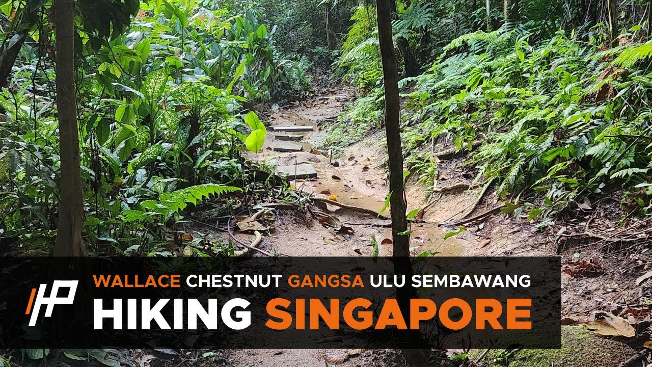[Hiking Singapore] Wallace Trail, Chestnut Nature Park, Gangsa Trail ...