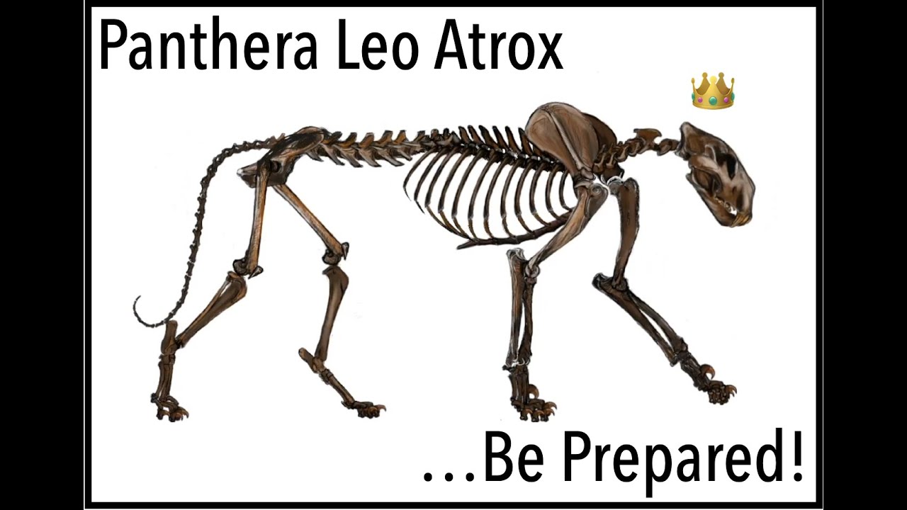 The American Lion. | Panthera Leo Atrox. | Behold the Kings of The ...