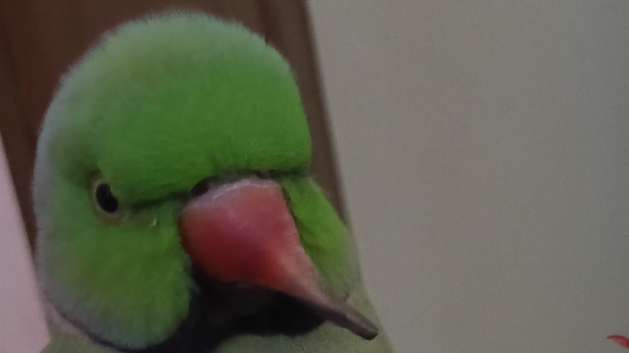 Talking parrot Mithu is live - YouTube