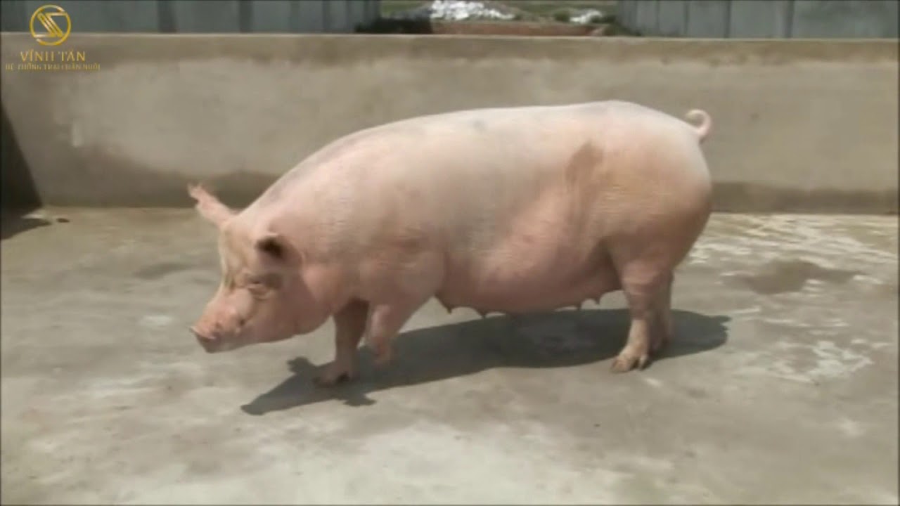 VĨNH TÂN - HEO GIỐNG THUẦN YORKSHIRE (DEMO) - YouTube