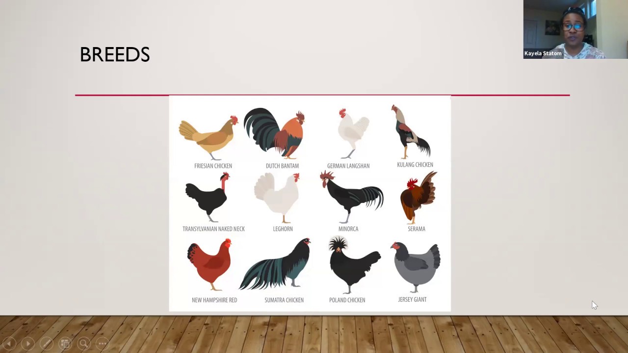 Learning about Poultry-The Basics - YouTube
