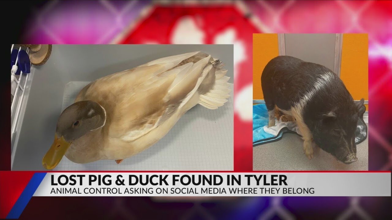 Tyler Animal Control and Shelter finds lost pig, duck - YouTube