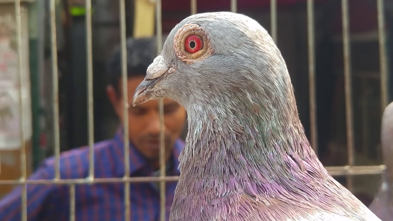 Red checker pigeon amazing eye (UHD)/ Homing pigeons video - YouTube