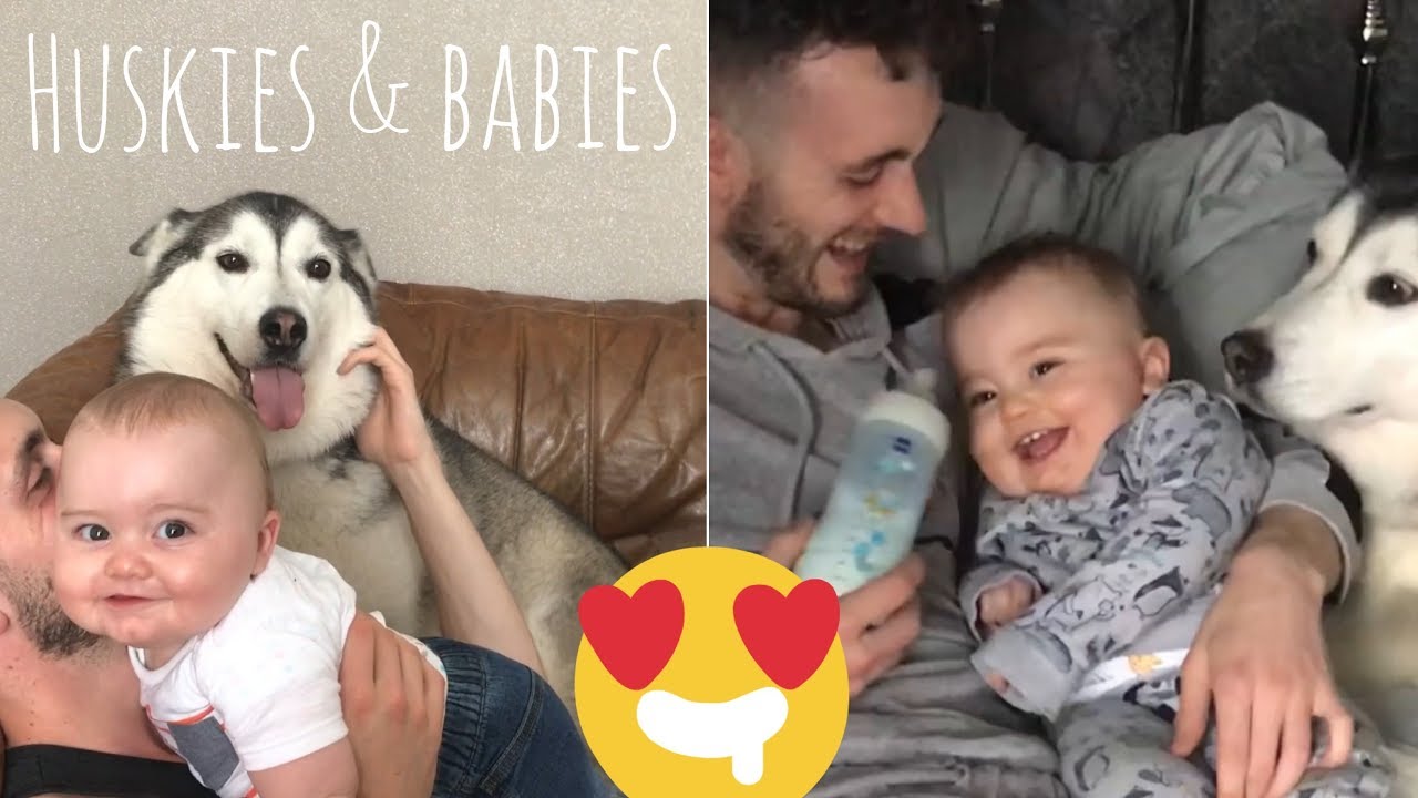 My Husky and Babies first year of Bonding will Melt EVERY Heart! - YouTube