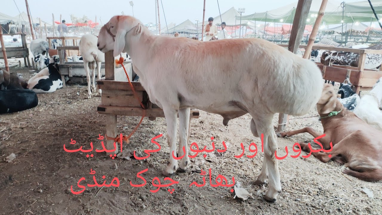 Bhatta chowk Mandi Dumba & Bakra rate updates part 1 5.7.2022 - YouTube