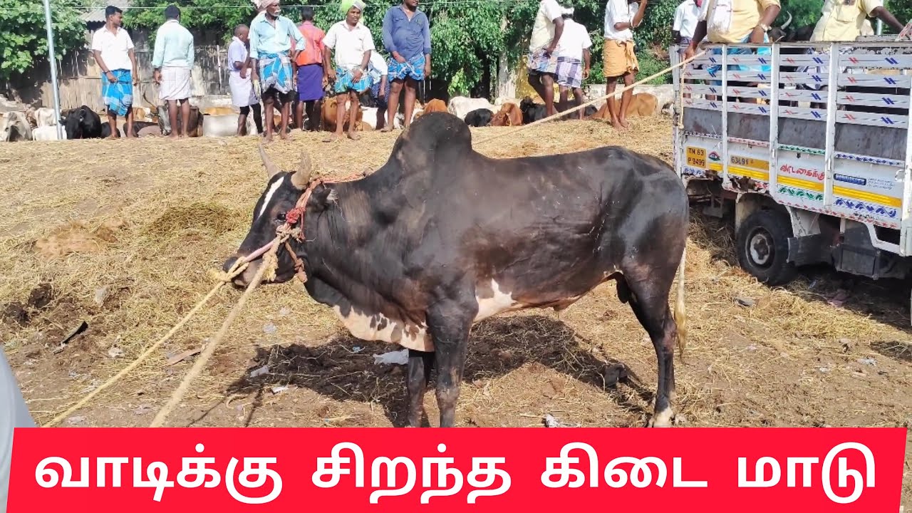 வாடிக்கு சிறந்த கிடை மாடு | KD kalai | jallikattu kalai #jallikattu # ...