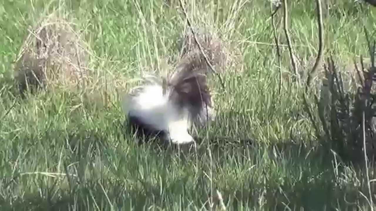 North Texas Skunk (Mephitis mephitis) Throckmorton Hughes Ranch - YouTube