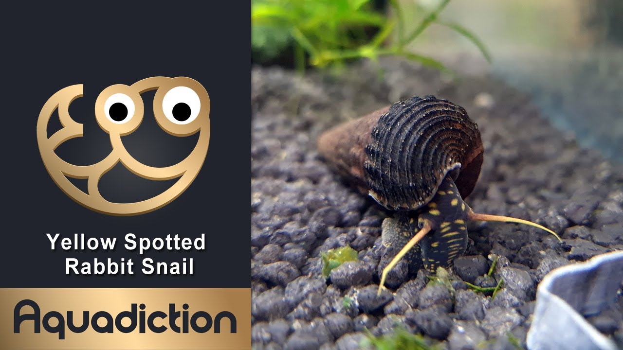 Yellow Spotted Rabbit Snail (Tylomelania sp.) Giant Sulawesi Aquarium ...