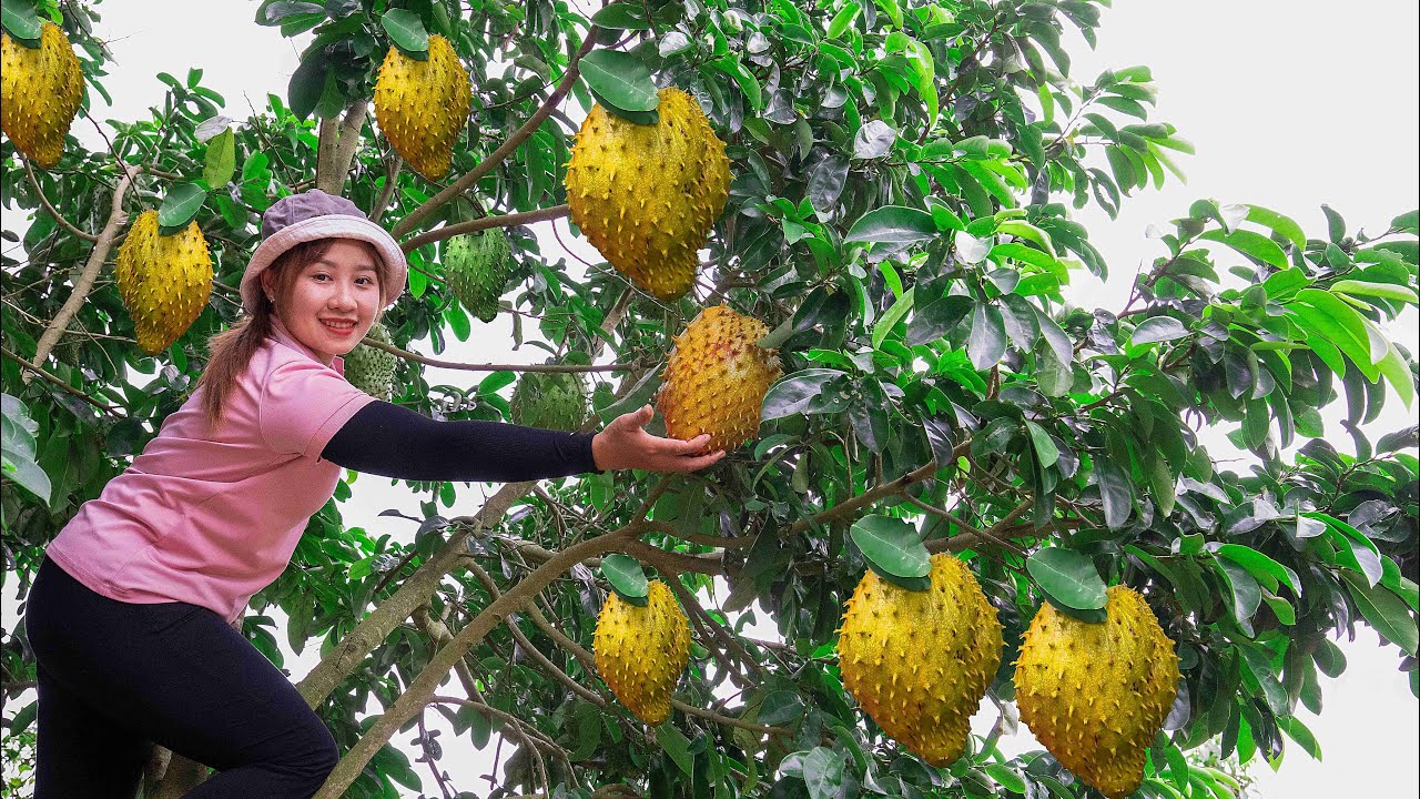 Harvesting soursops to the Market to Sell - Growing vegetables and ...