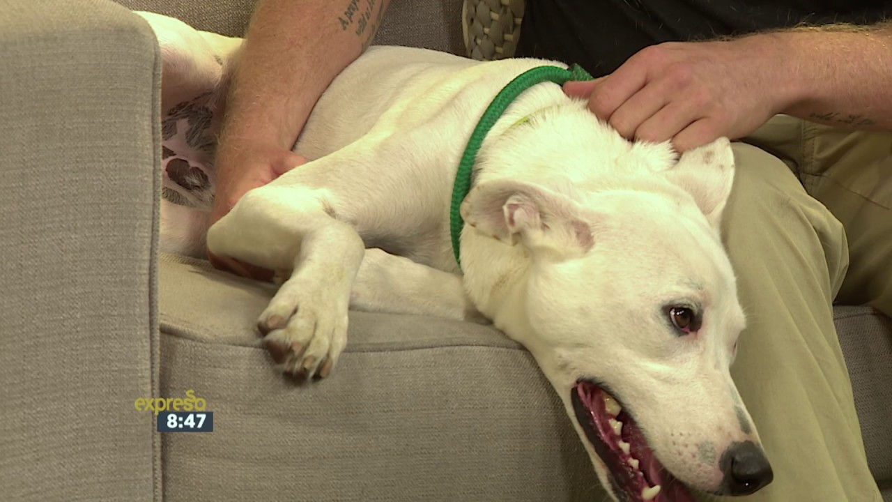 Shelter Pets up for Adoption from TEARS Animal Rescue (HILLS) - YouTube