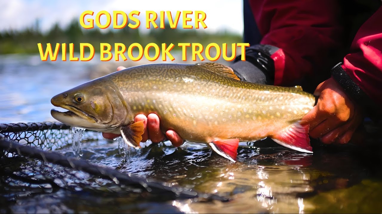 Gods River Brook Trout & Northern Pike - YouTube
