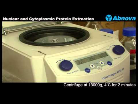 Nuclear and Cytoplasmic Protein Extraction - YouTube