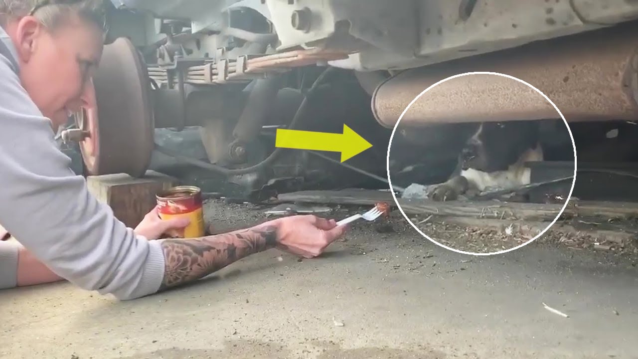 Dog hid under car after days of running away from cruel owner with many ...