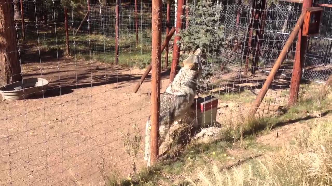 Colorado Wolf & Wildlife Center Kekoa howling - YouTube