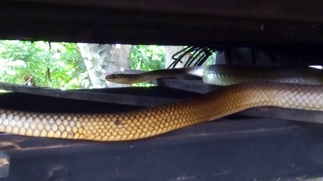 Giant rat snake Sri Lanka - YouTube