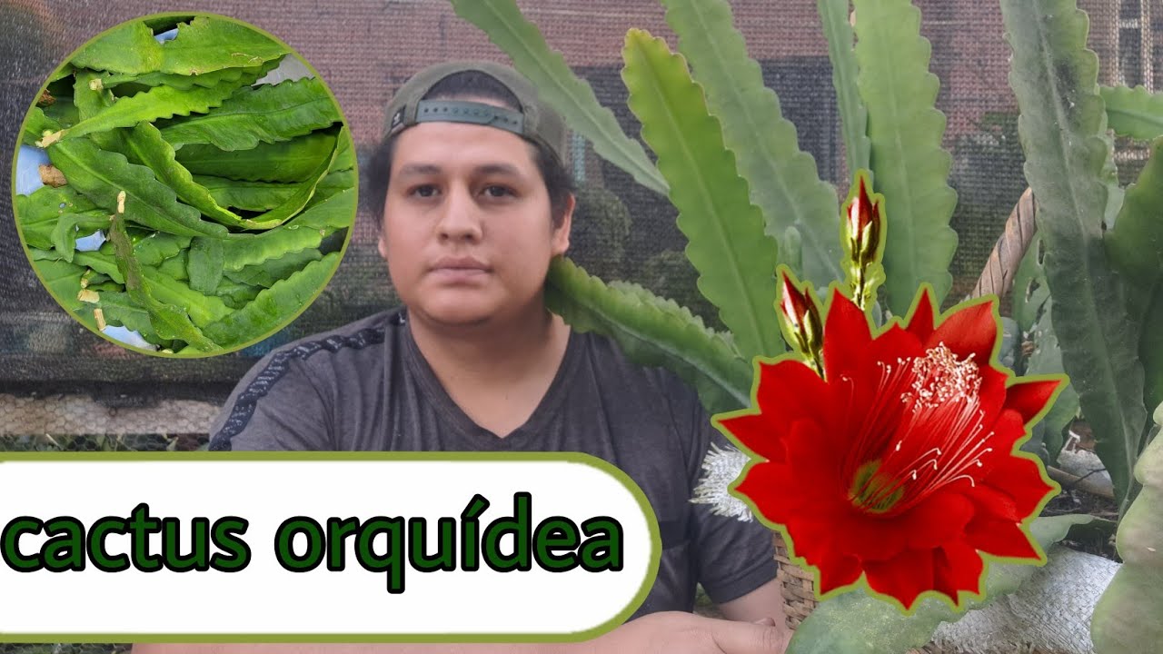 Cuidados del cactus orquidea/Podando mi cactus🌵por que tiene Nematodos ...